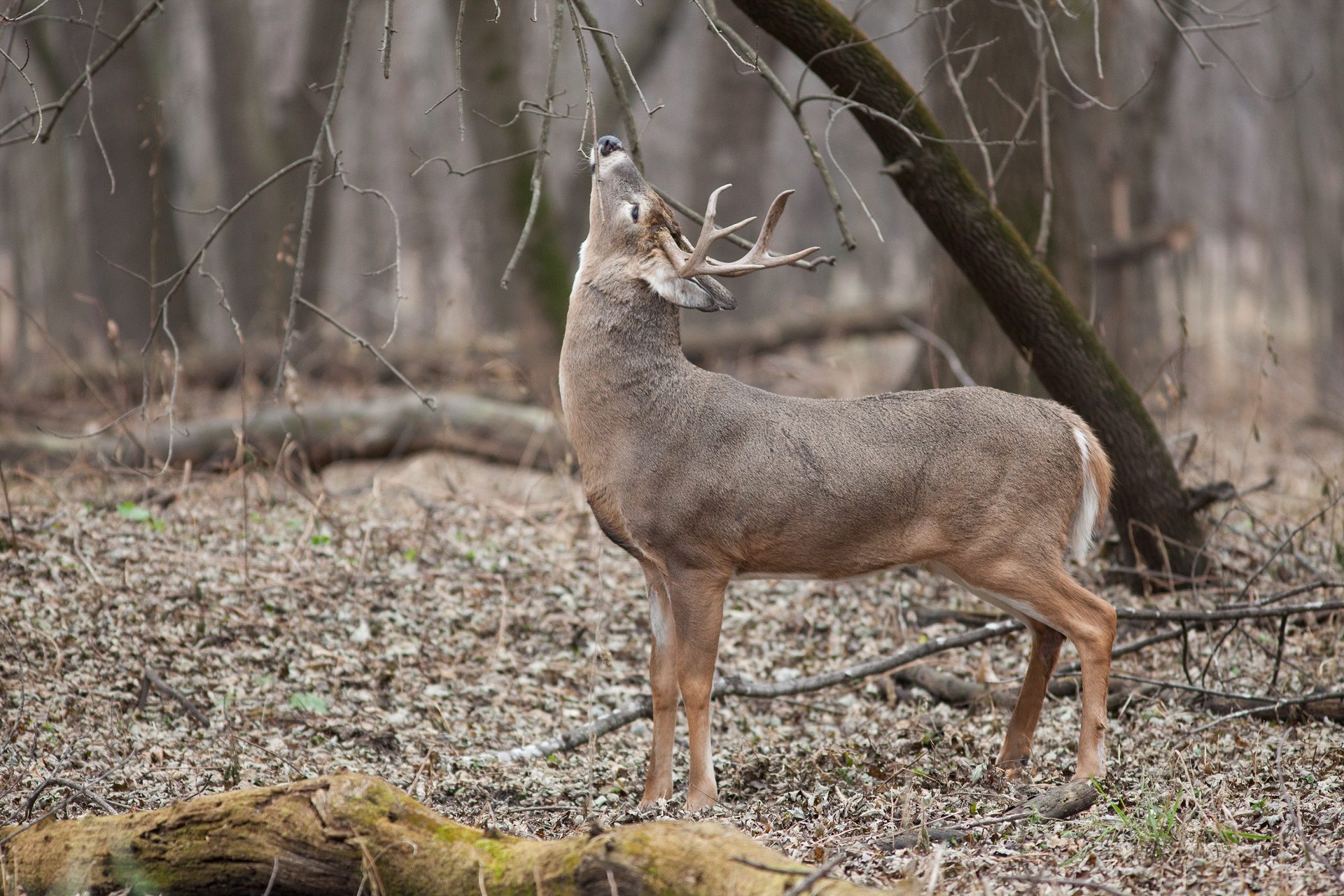 Introduction to Deer Aging - Age My Deer
